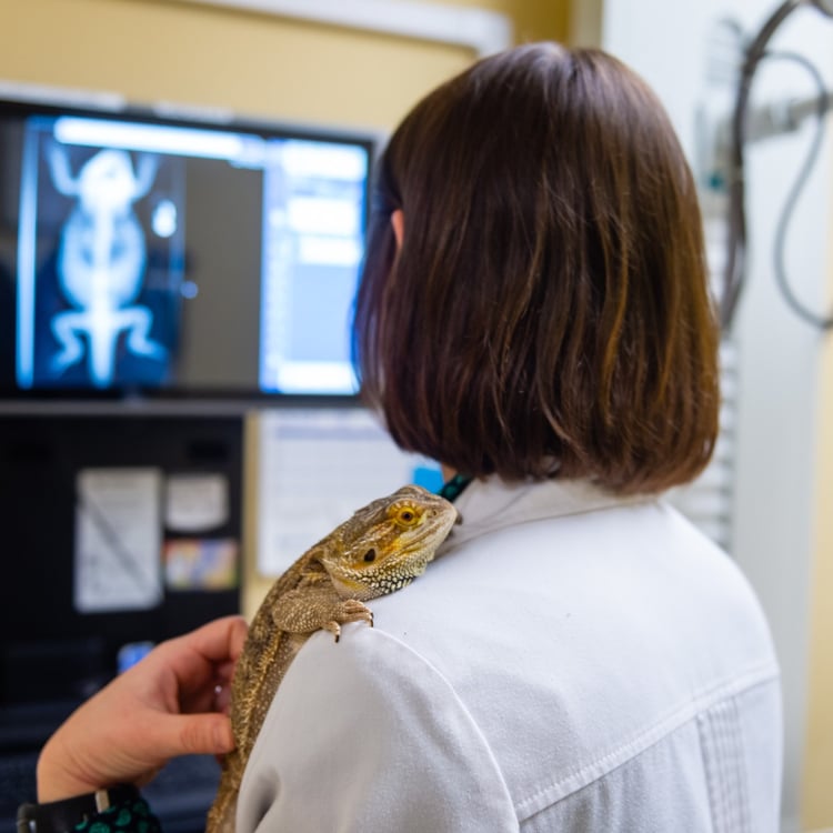 Meet Avian and Exotic Animal Care, 'The Vets for Unusual Pets'