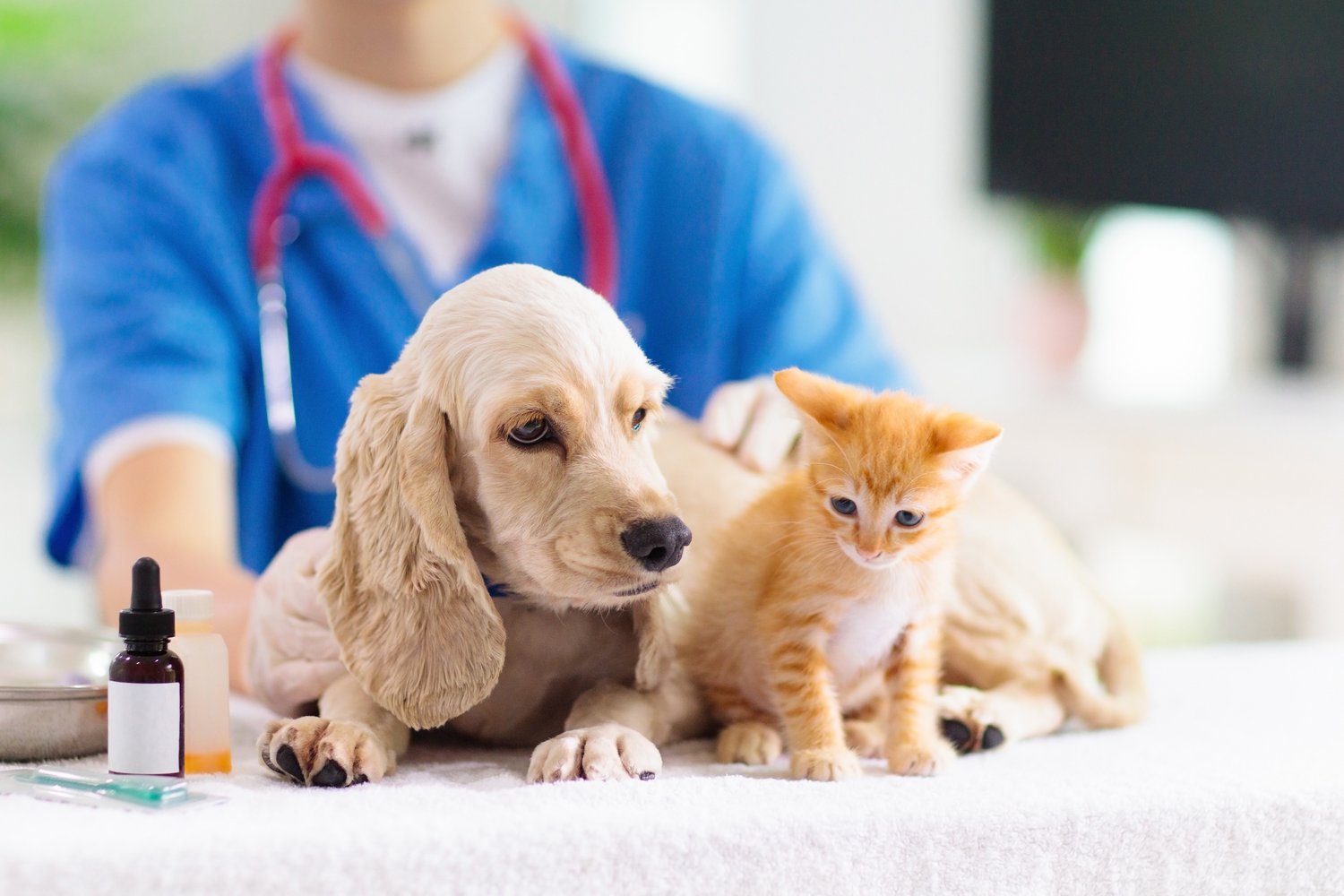 5 Medications For Pets You Should Always Flavor